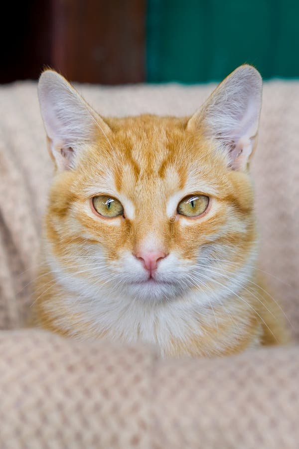 Portrait of Yellow Cat Sitting on White Blanket in Basket Stock Image ...