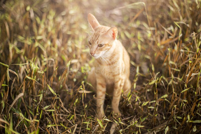 Portrait of a Yellow Cat in the Sun Stock Photo - Image of animal ...