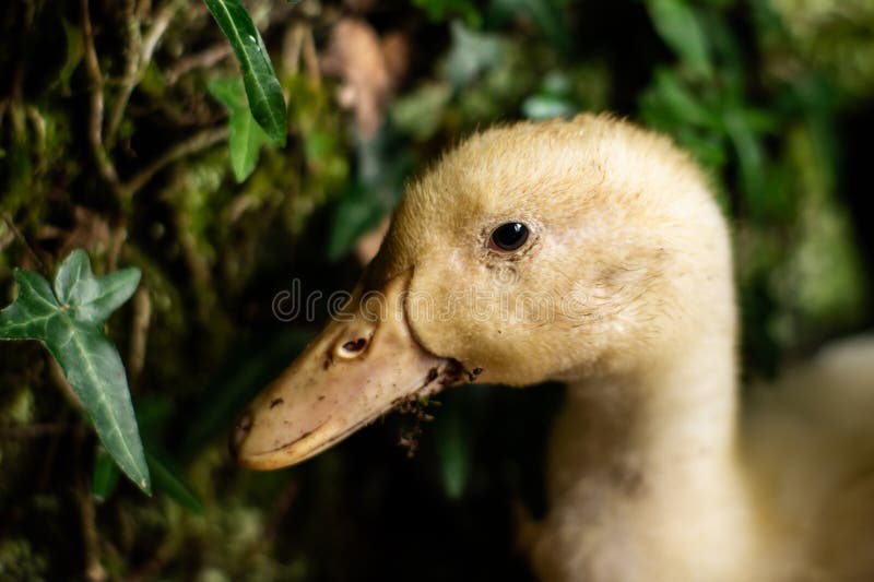 Portrait of a Yellow Duckling Head. Young Duck Brood Stock Image ...