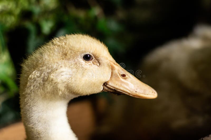 Portrait of a Yellow Duckling Head. Young Duck Brood Stock Image ...