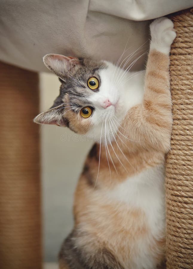 Portrait of the Yellow-eyed Cat of a Multi-colored Color Stock Image ...