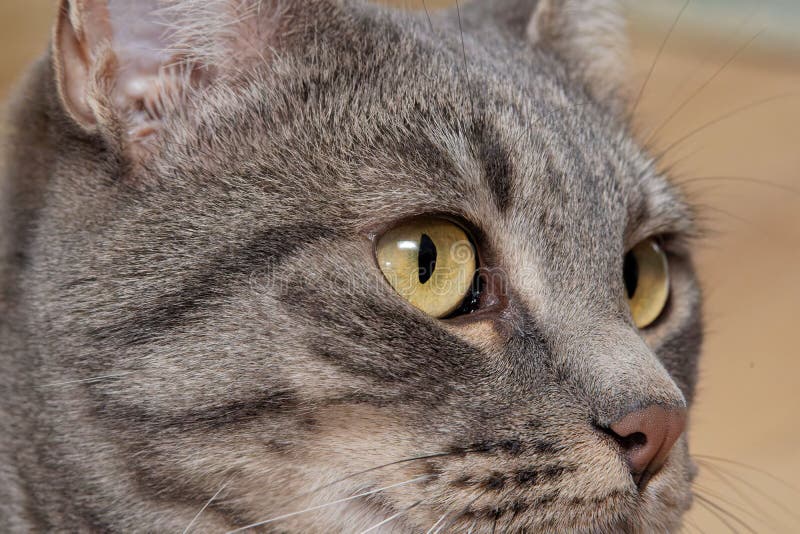Portrait of a Yellow-eyed Grey Cat Stock Photo - Image of mammal, grey ...