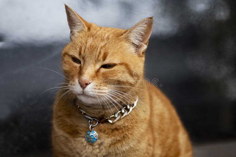 Portrait of a Yellow Kitten with Collar Stock Photo - Image of kitty ...