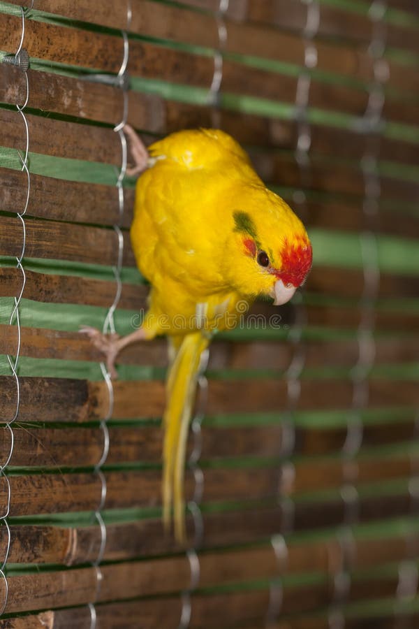 Portrait of a Yellow Parrot Stock Photo - Image of domestic, animals ...