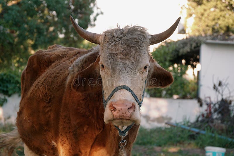 Portrait of a Yellow and White Cow Stock Image - Image of meadow ...