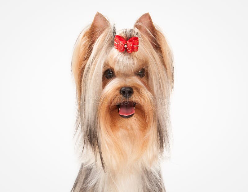 Portrait Yorkie Puppy On White Background Stock Image - Image of mini ...