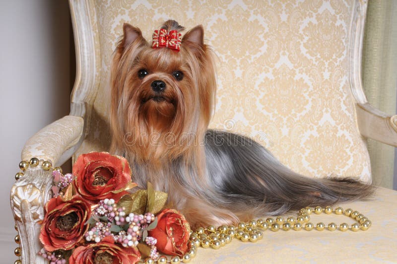 Portrait of Yorkshire Terrier Stock Photo - Image of bunch, rose: 26969316