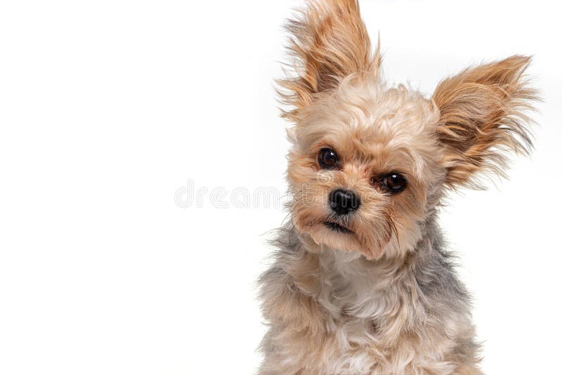 Portrait of a Yorkshire Terrier Beaver, Front View Stock Image - Image ...