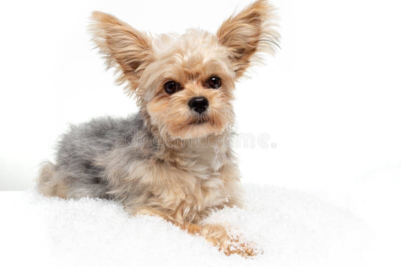 Portrait of a Yorkshire Terrier Beaver Lying on the Snow Stock Image ...