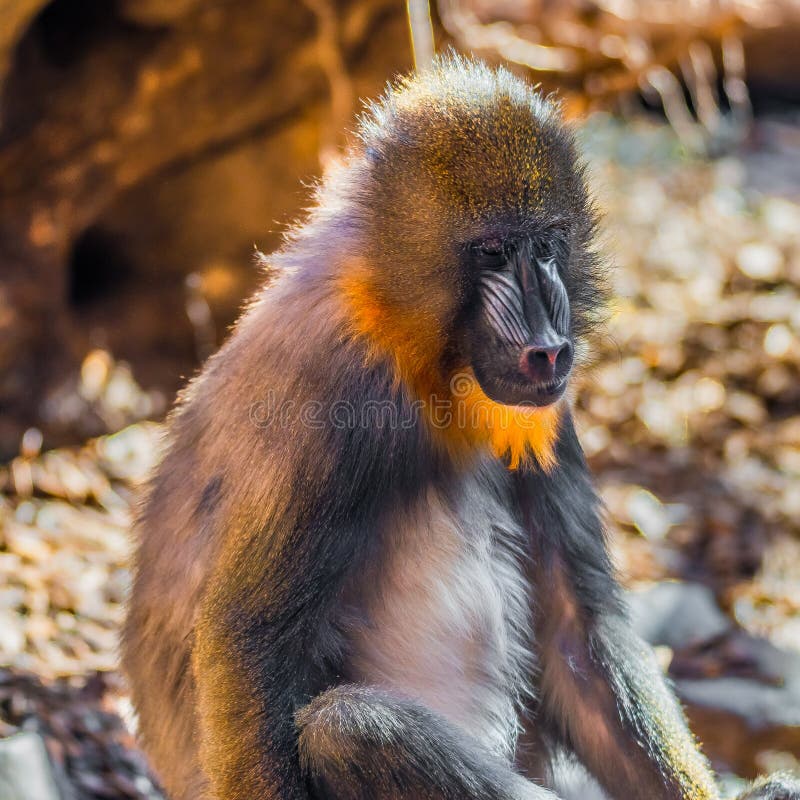 Portrait of Young Colorful and Curious African Mandrill at Smooth ...