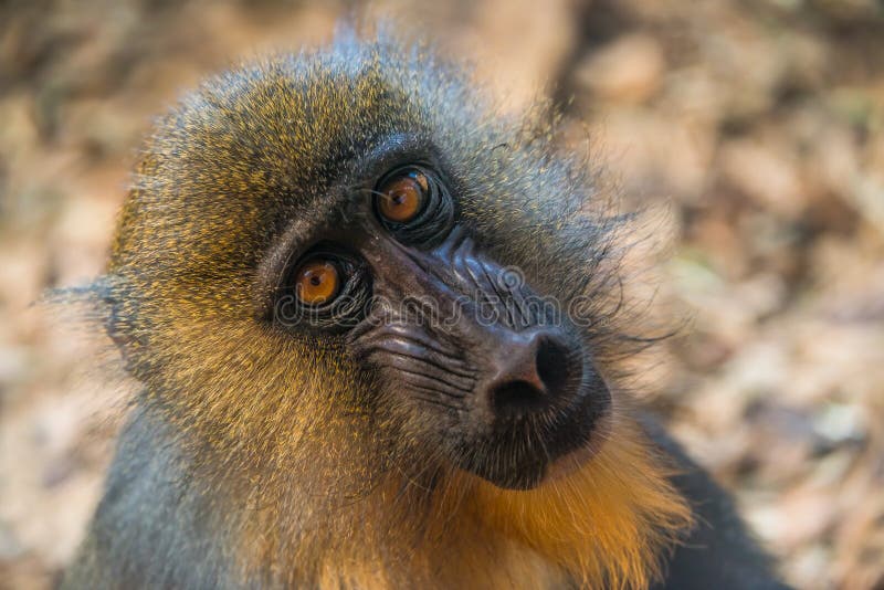 Portrait of Young Colorful and Curious African Mandrill at Smooth ...