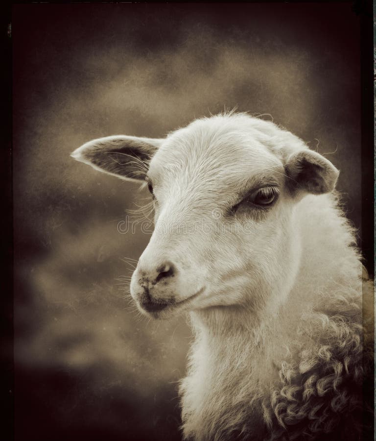 Portrait of a Young Beautiful Sheep. Stock Photo - Image of flock ...