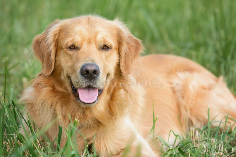Portrait young beauty dog stock photo. Image of head - 41931524