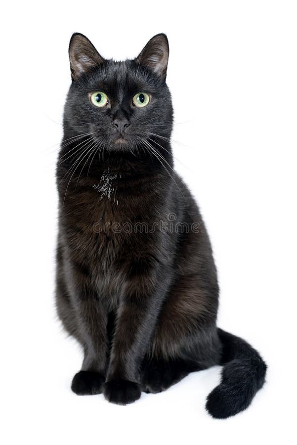 Portrait of a Young Black Cat on White Background Stock Photo - Image ...