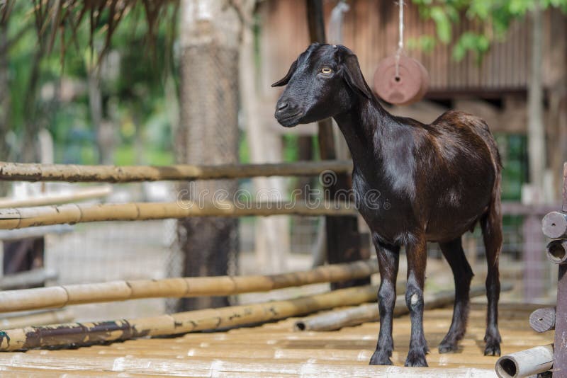 Portrait of a Young Black Goat. Stock Photo - Image of cleft, farm ...