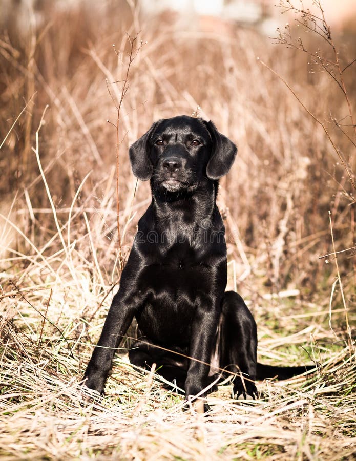 Portrait of a Young Black Labrador Puppy Stock Photo - Image of puppy ...