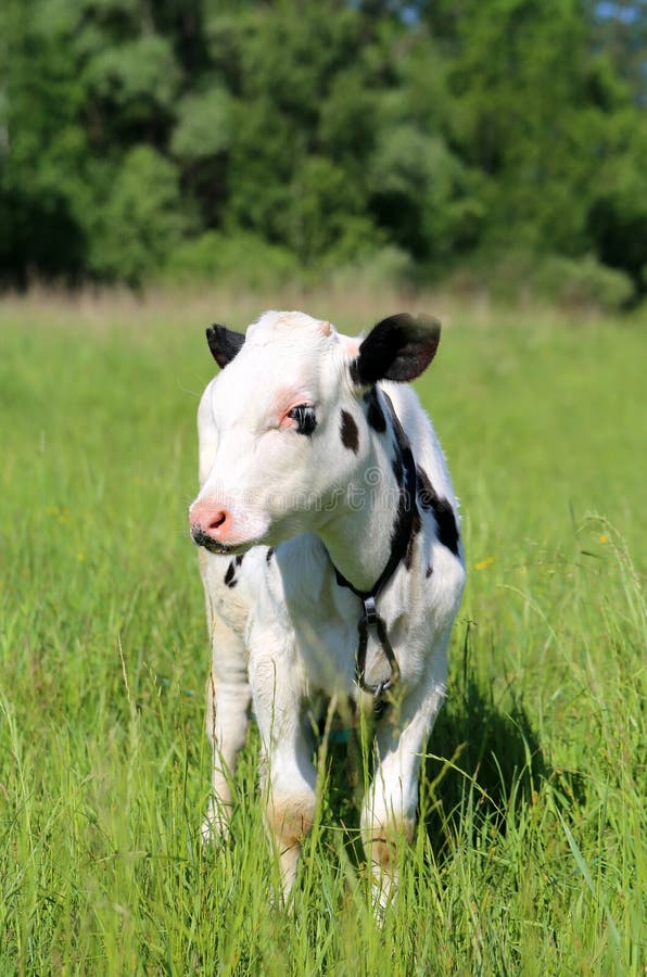 Portrait of a young bull stock photo. Image of brown - 55280716