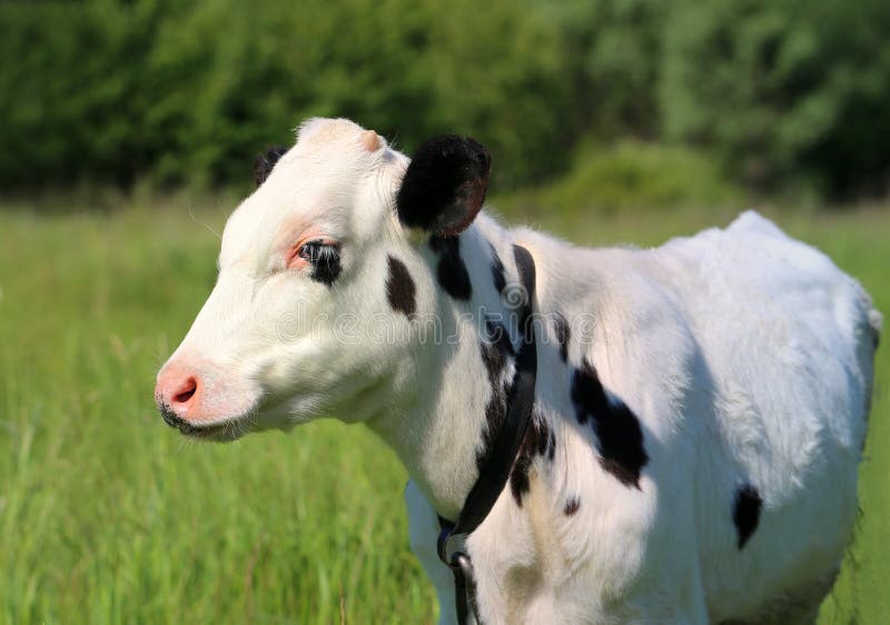 Portrait of a young bull stock photo. Image of black - 55988216