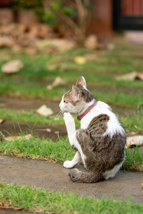Portrait of Young Cat stock photo. Image of orange, domestic - 176872298