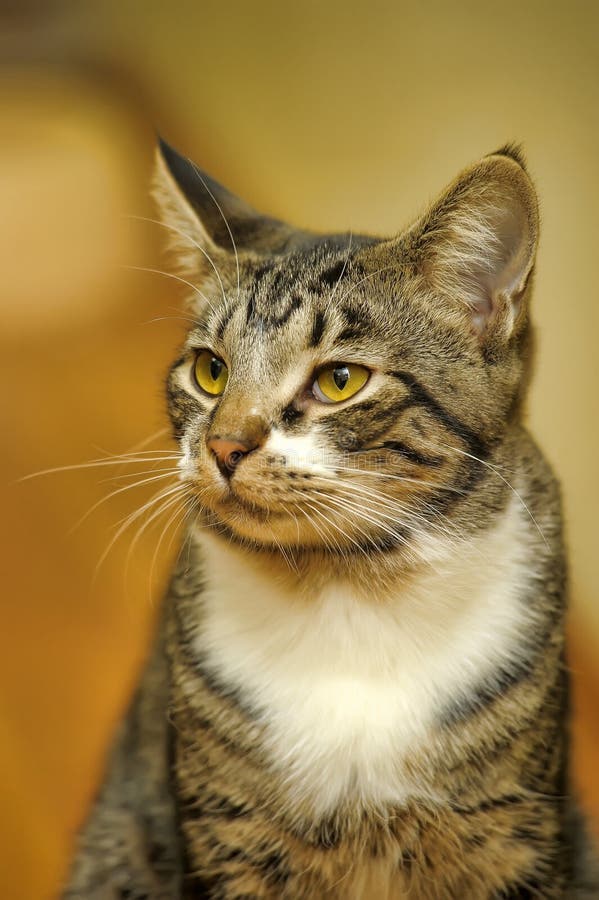 Portrait young cat stock photo. Image of expression, adorable - 35560400