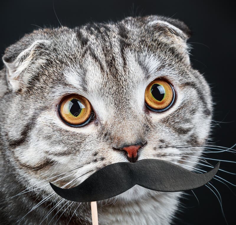 Portrait of a Young Cat with Paper Mustaches Stock Photo - Image of ...