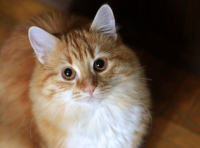 Portrait of a young cat stock photo. Image of baby, animal - 48201884