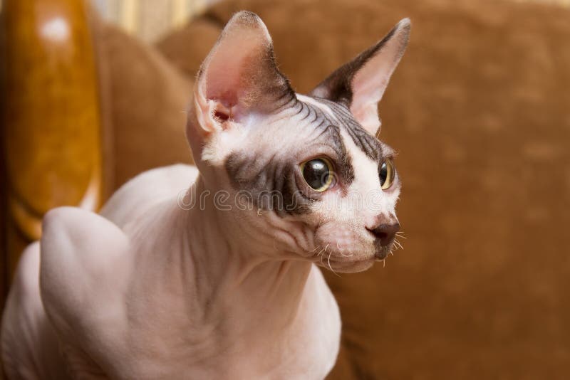 Cute Hairless Sphynx Kitten on Brown Chair Stock Image - Image of ...