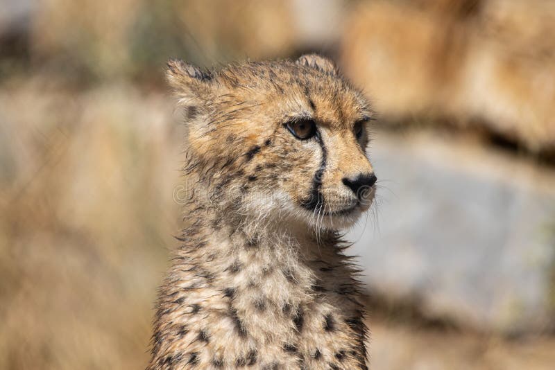 Portrait of a Young Cheetah Sitting in the Sun in a Shallow Focus Stock ... Portrait of a Young Cheetah Sitting in the Sun in a Shallow Focus Stock ...