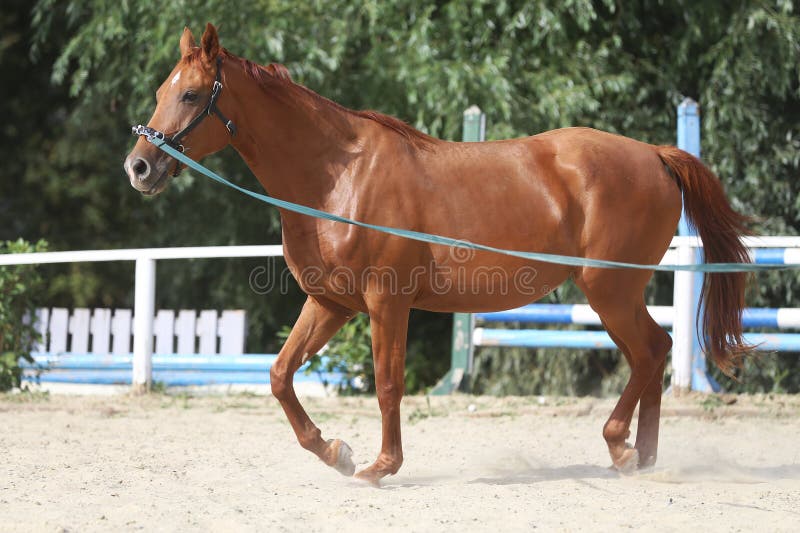 Portrait of a Young Chestnut Colored Horse in Cavesson Harness in ...