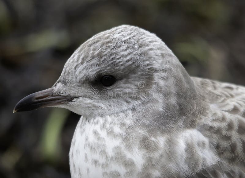 Common Gull stock photo. Image of looks, abundant, version - 100062230