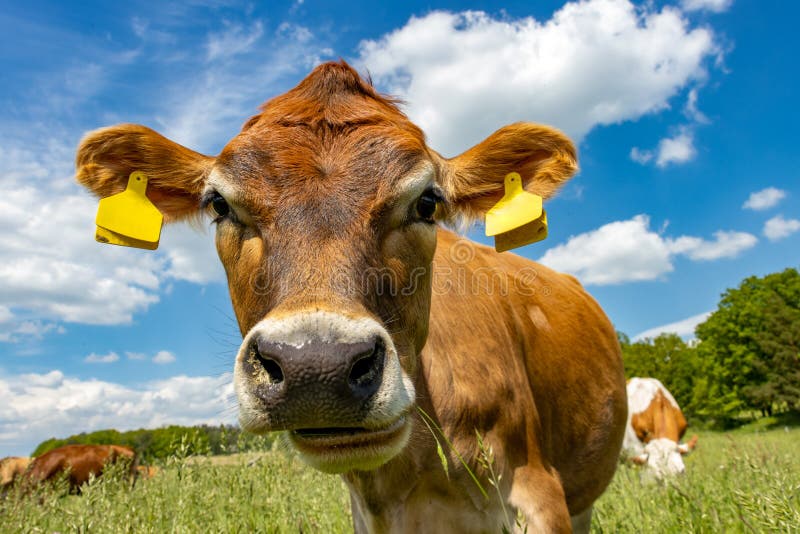 The Portrait of a Young Cow Looking into the Camera Stock Image - Image ...