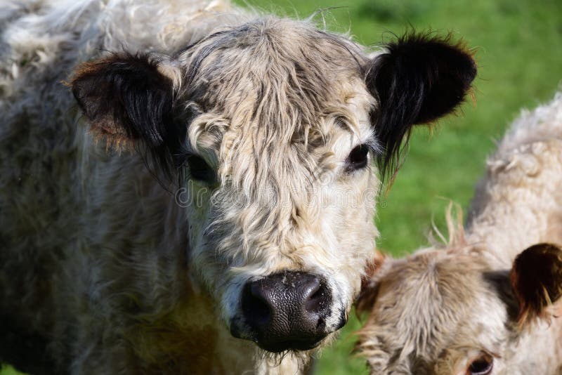 Portrait of a Young Curly White Galloway Cattle Standing in the Pasture ...