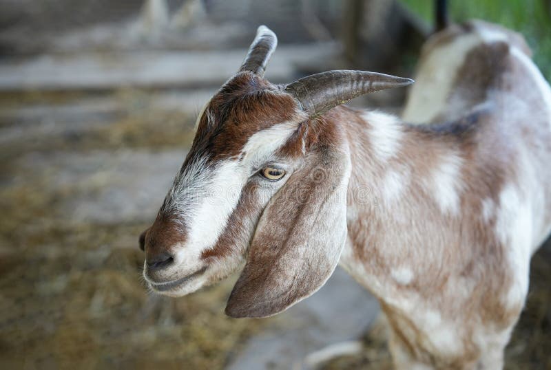 Young Cute Goat Looking at Camera,goat in Small Farm in the Rural Stock ...