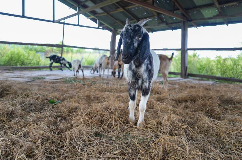 Young Cute Goats Looking at Camera,goats in Small Farm in the Rural ...