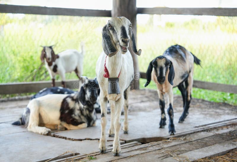 Cute Goats on the Animal Market in Keren, Stock Photo - Image of keren ...