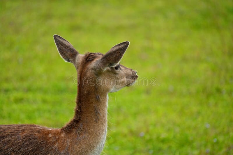 618 Deer Head Side View Stock Photos - Free & Royalty-Free Stock Photos ...