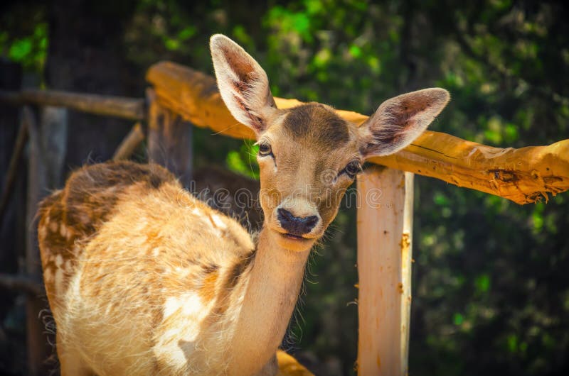Portrait of a Young Deer in a Forest Stock Image - Image of nature ...