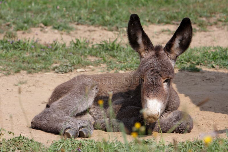 Portrait of a young donkey stock photo. Image of farming - 18752970