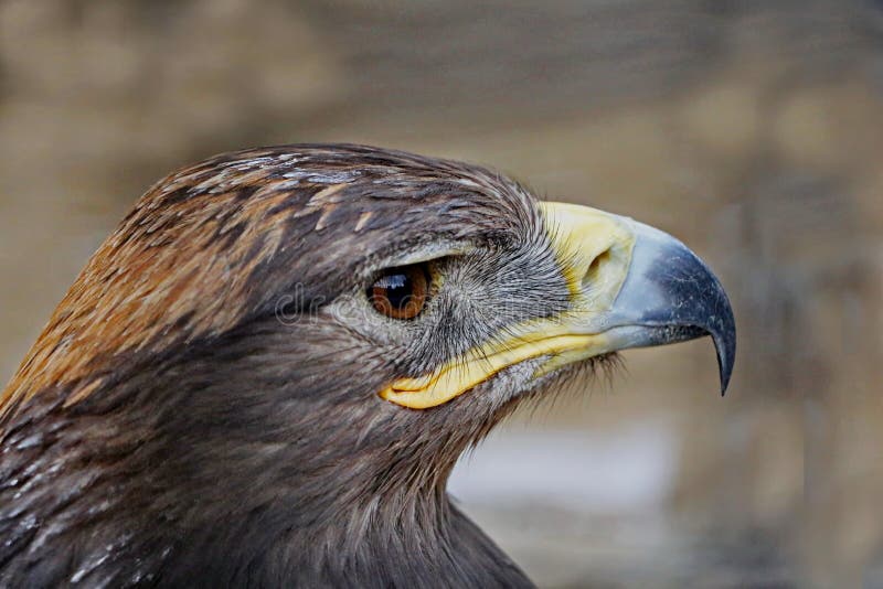 Portrait of a young eagle stock photo. Image of bird - 135702886