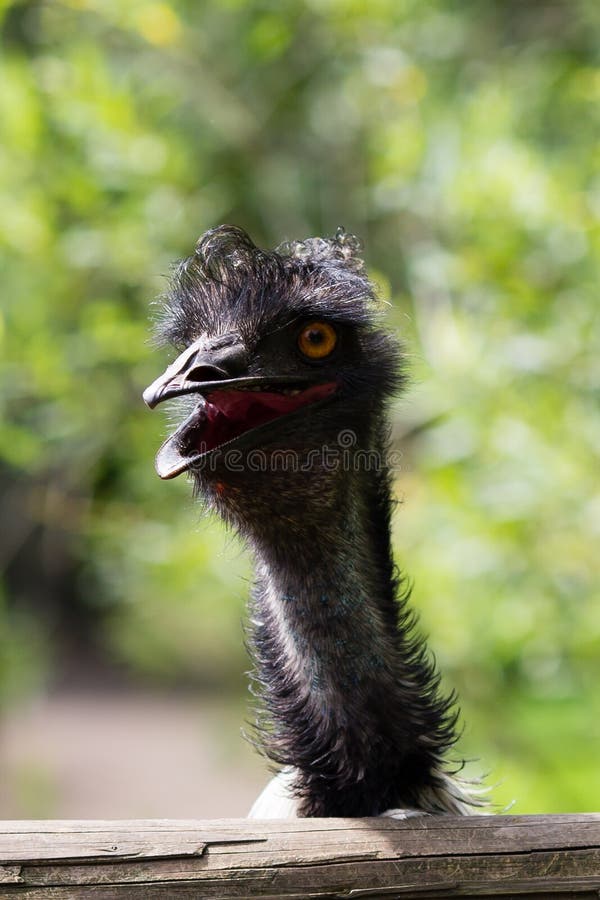 Portrait of Young Emu a Zoo. Stock Image - Image of outside, neck: 75622803