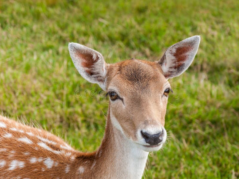 Portrait of a Young Fallow Deer Stock Photo - Image of mammal ...