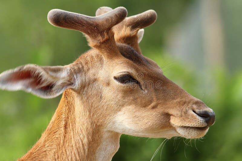 Closeup of Fallow Deer Face Stock Image - Image of mammal, male: 45170605