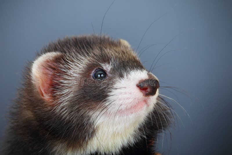 Young Siamese Sable Ferret Kit Stock Photos - Free & Royalty-Free Stock ...