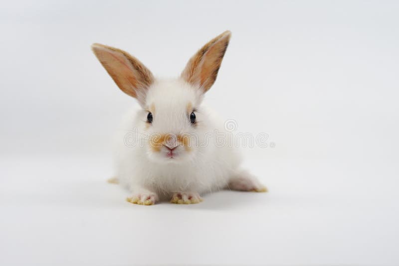 Young Fluffy Rabbit, White Brown Adorable Bunny Isolated on White ...
