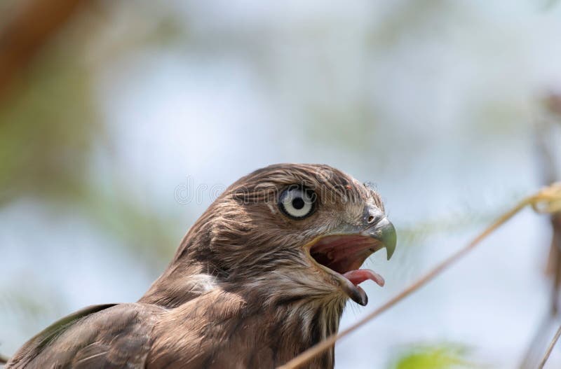 Breathing Hawk Stock Photos - Free & Royalty-Free Stock Photos from ...