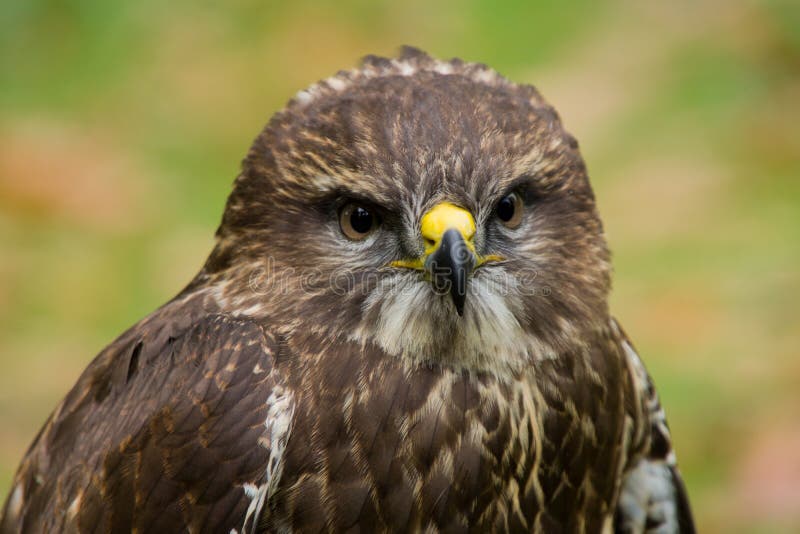 Portrait of a young hawk stock image. Image of falconry - 44893069
