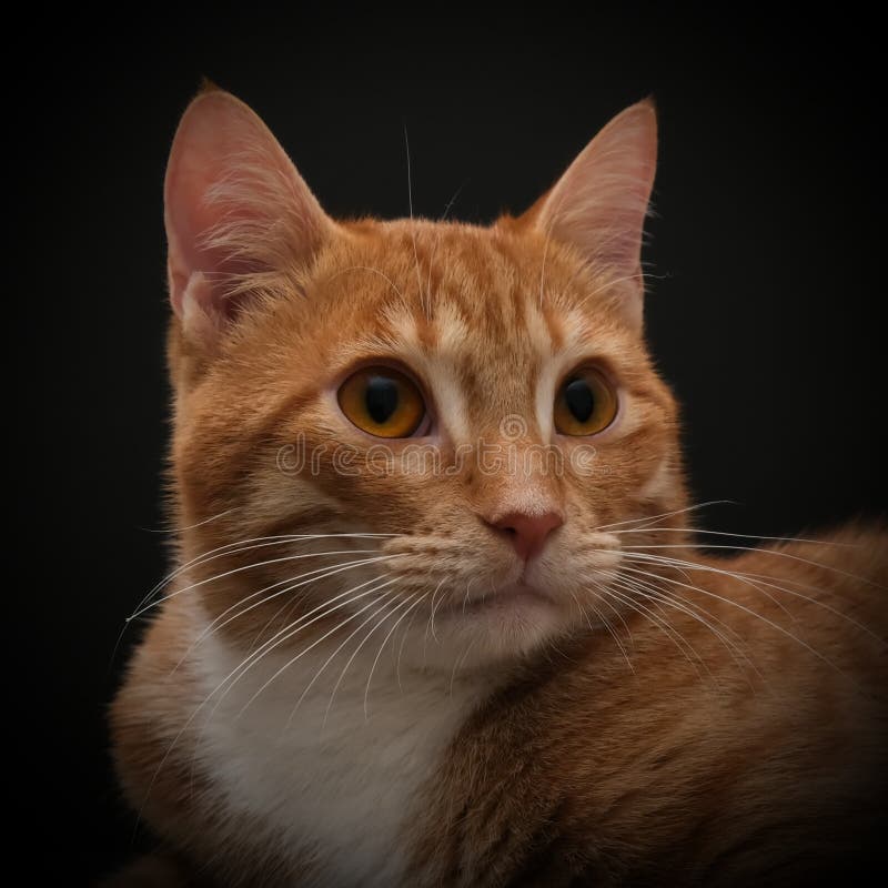 785 Arab Cat Stock Photos - Free & Royalty-Free Stock Photos from ...