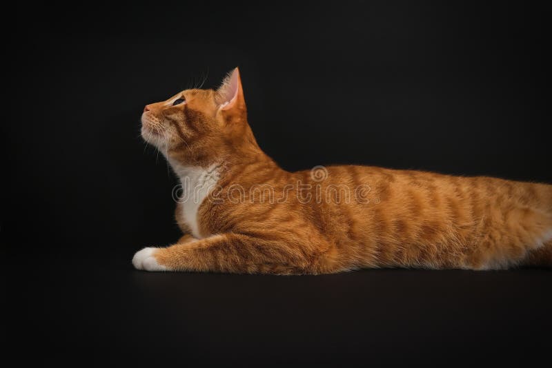 Ginger Cat-Arab Sheikh . Isolated on White Stock Photo - Image of ...