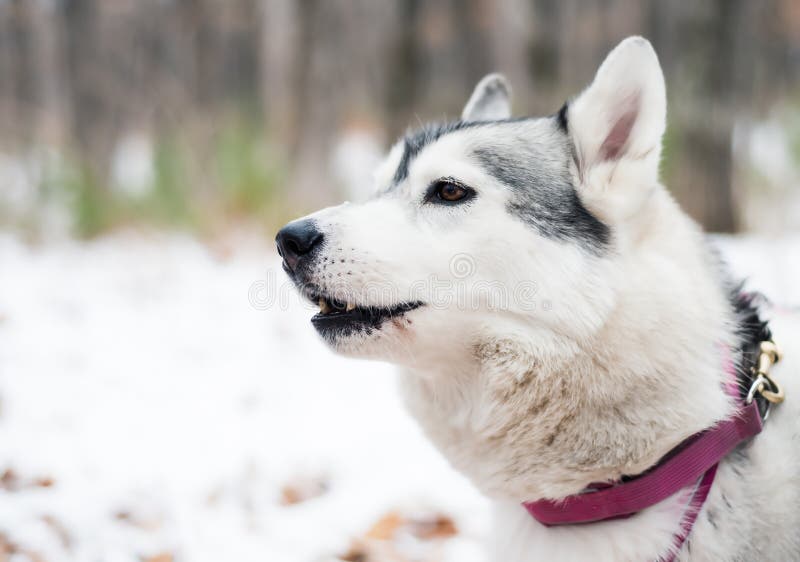 Portrait of Young Howling Siberian Husky Stock Image - Image of howl ...