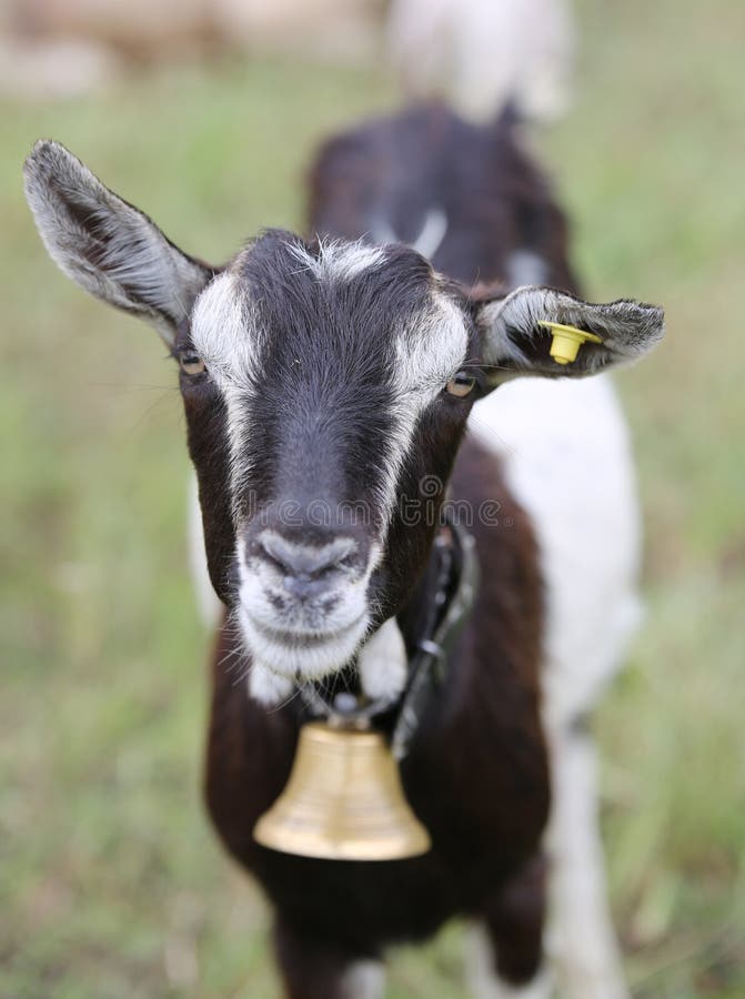 Portrait of a Kid with a Bell in the Neck Stock Image - Image of mammal ...